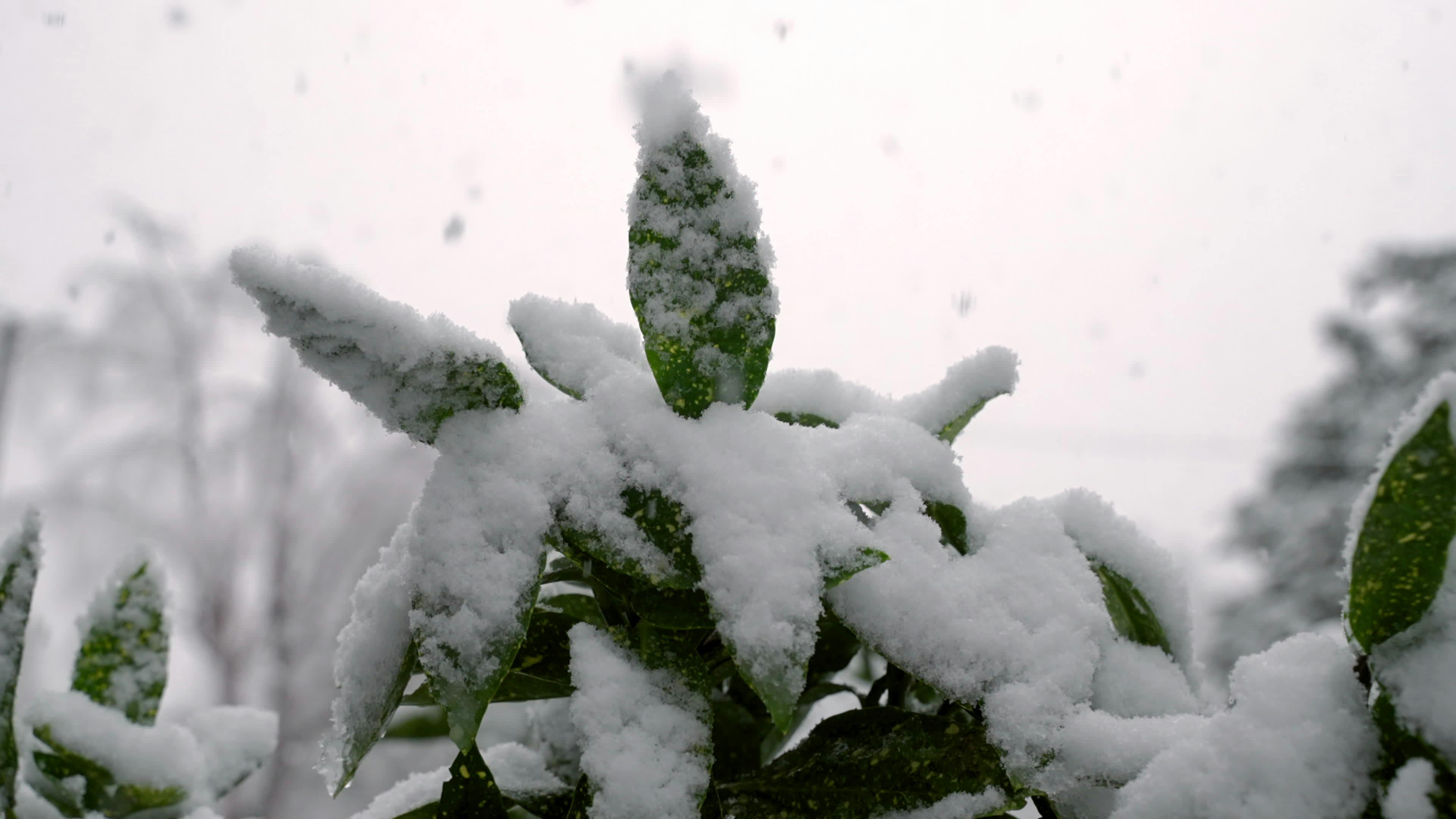 Discover heavy-snow-falling-softly, a story-driven footage | Artlist