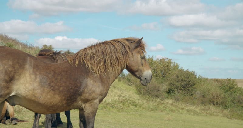 Sunny, Animals, Grass, Horses by Markus Christ – Stock Footage | Artlist
