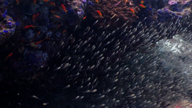 Reef, Maldives, Fish, Marine Life by Gilles Charvet – Stock Footage ...