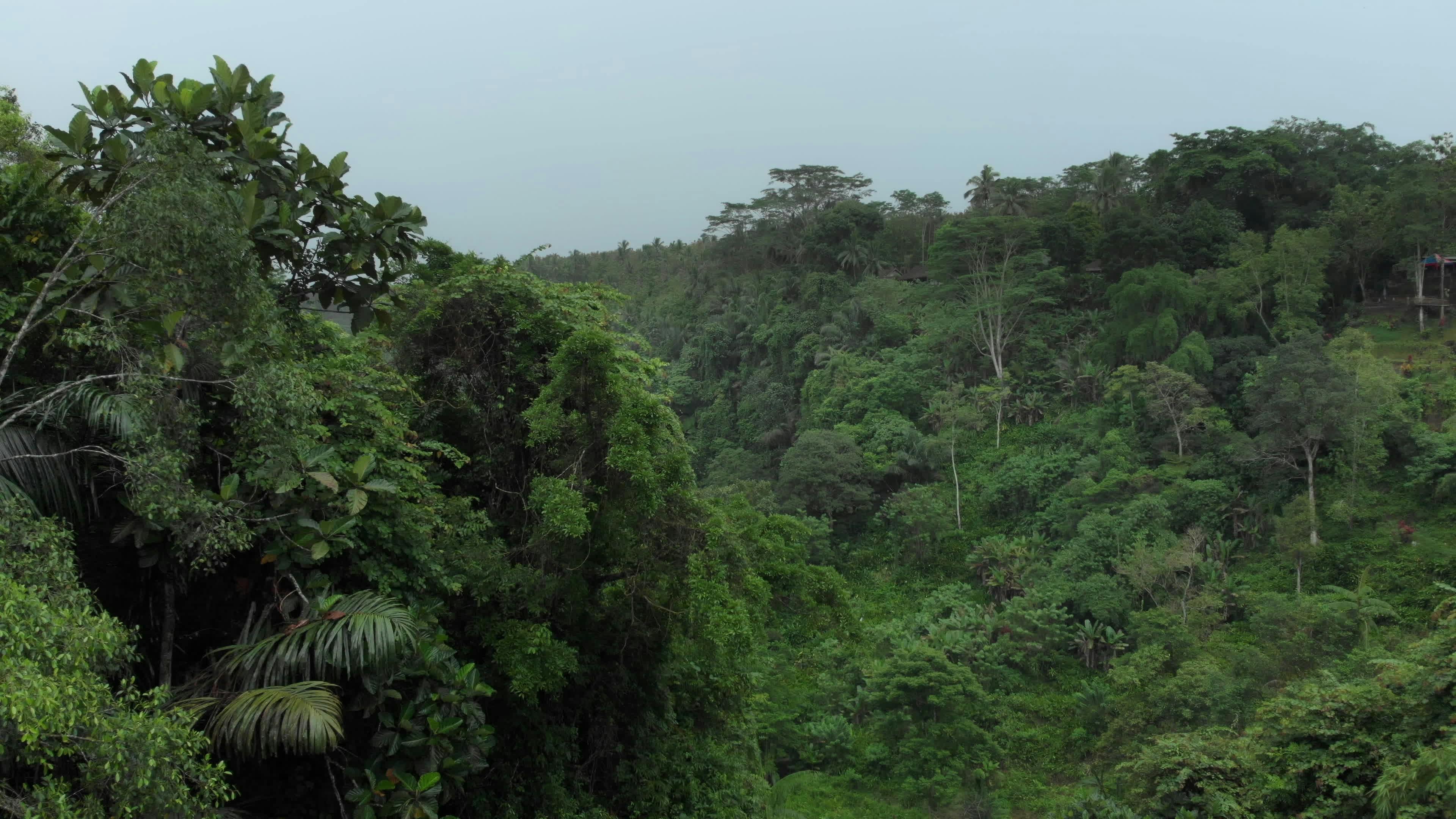 Discover jungle-in-indonesia-aerials, a story-driven footage