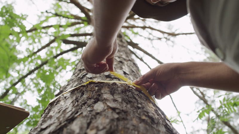 Forest, Park Ranger, Measuring, Trees by Pressmaster – Stock Footage