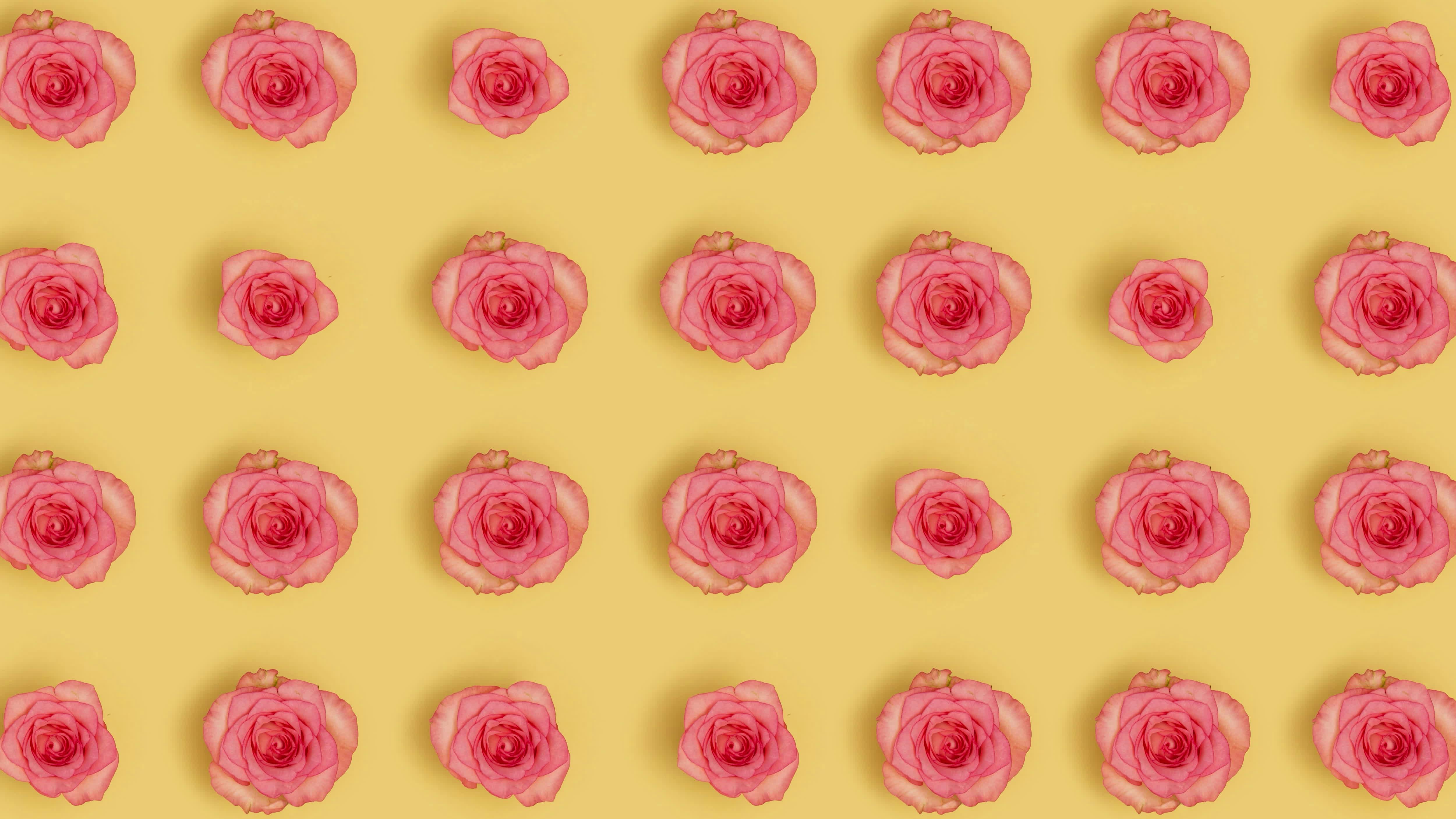 Discover stop-motion-flowers, a story-driven footage | Artlist