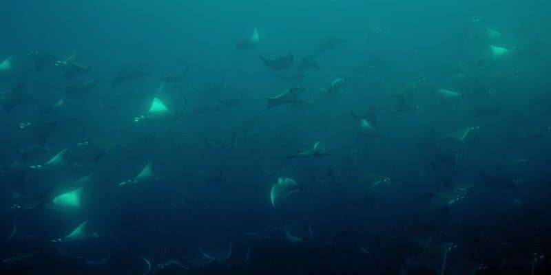 Devil Rays, Blue, Manta Rays, Marine Life by Alfredo Barroso – Stock ...