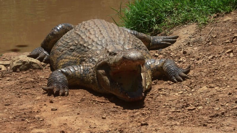 Lake, Alligator, Pond, Reptile by Anton Herrington – Stock Footage ...