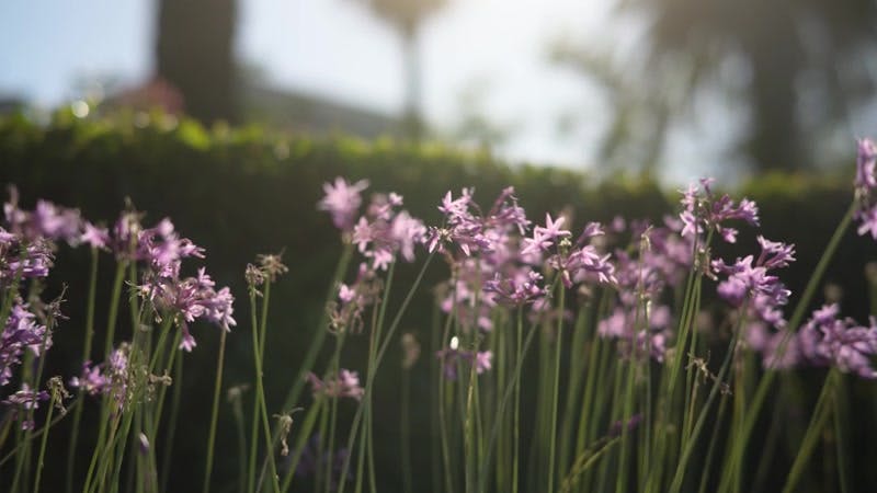 Flower, Perth, Australia, Flowering by Andrew Barker – Stock Footage ...