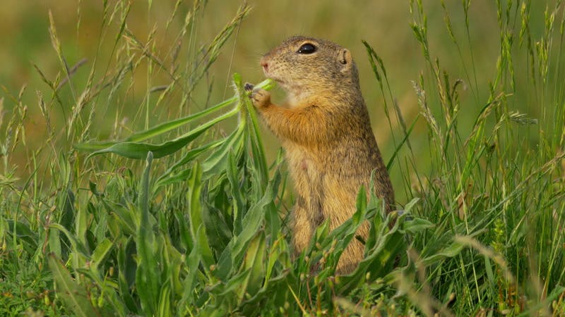 Ground, Eating, Rodent, Grass by Lukas Pich – Stock Footage | Artlist