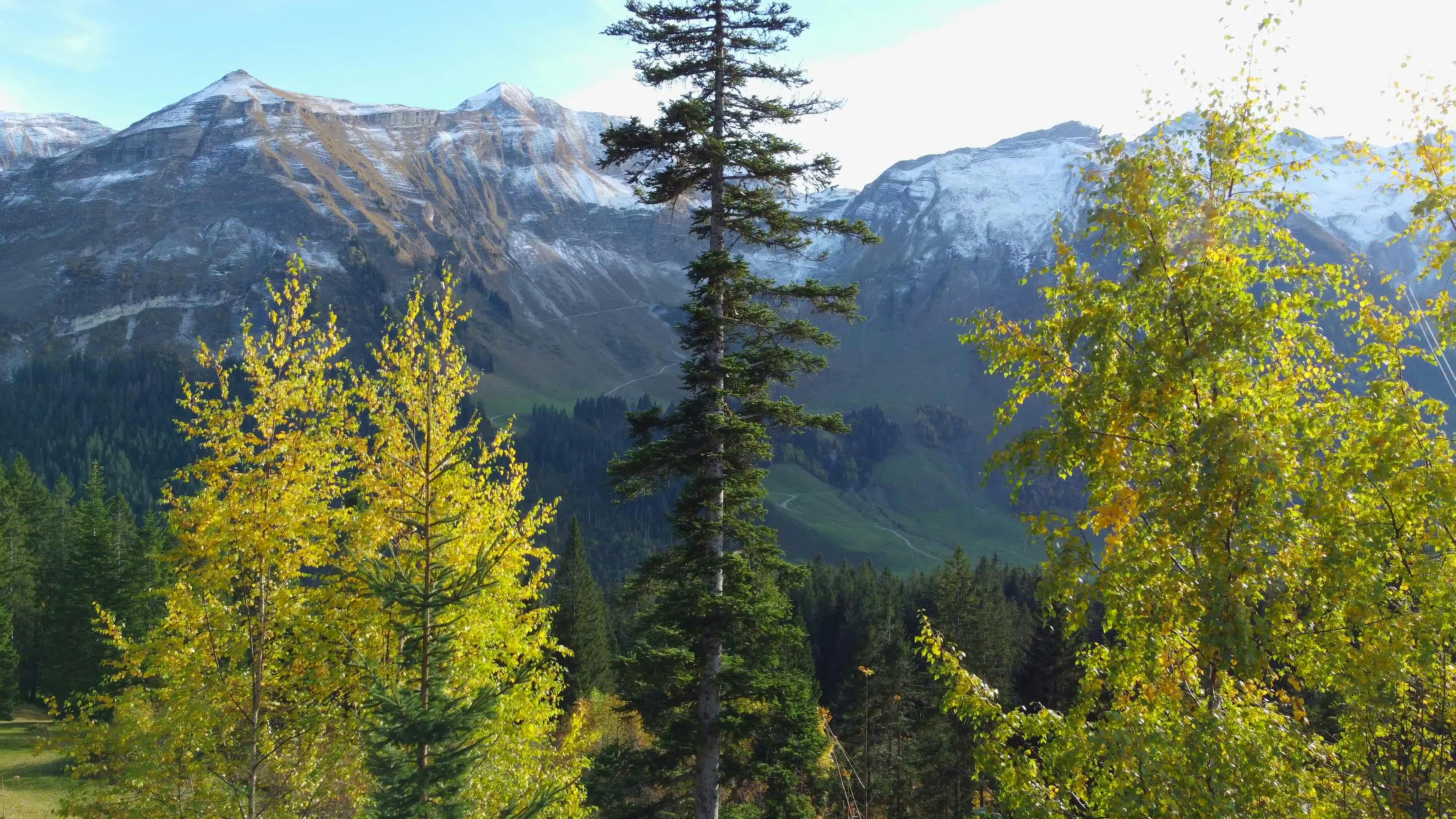 Discover forest-landscape-aerials, a story-driven footage | Artlist