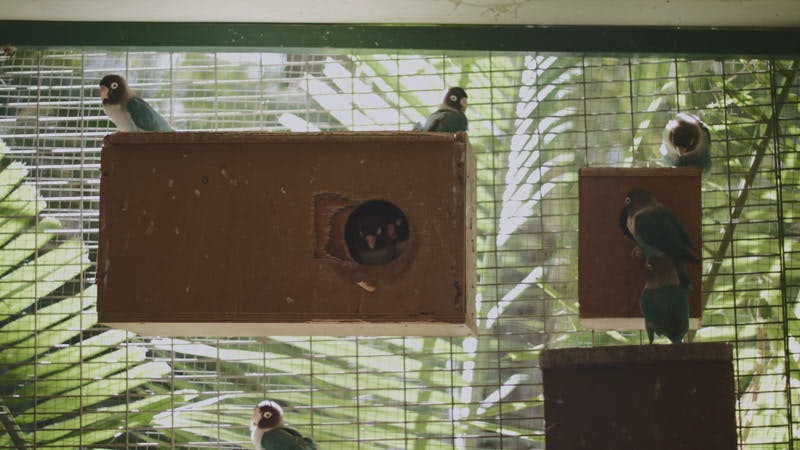 Petting Zoo, Birdhouse, Parrots, Sunbeam by Ami Bornstein – Stock ...