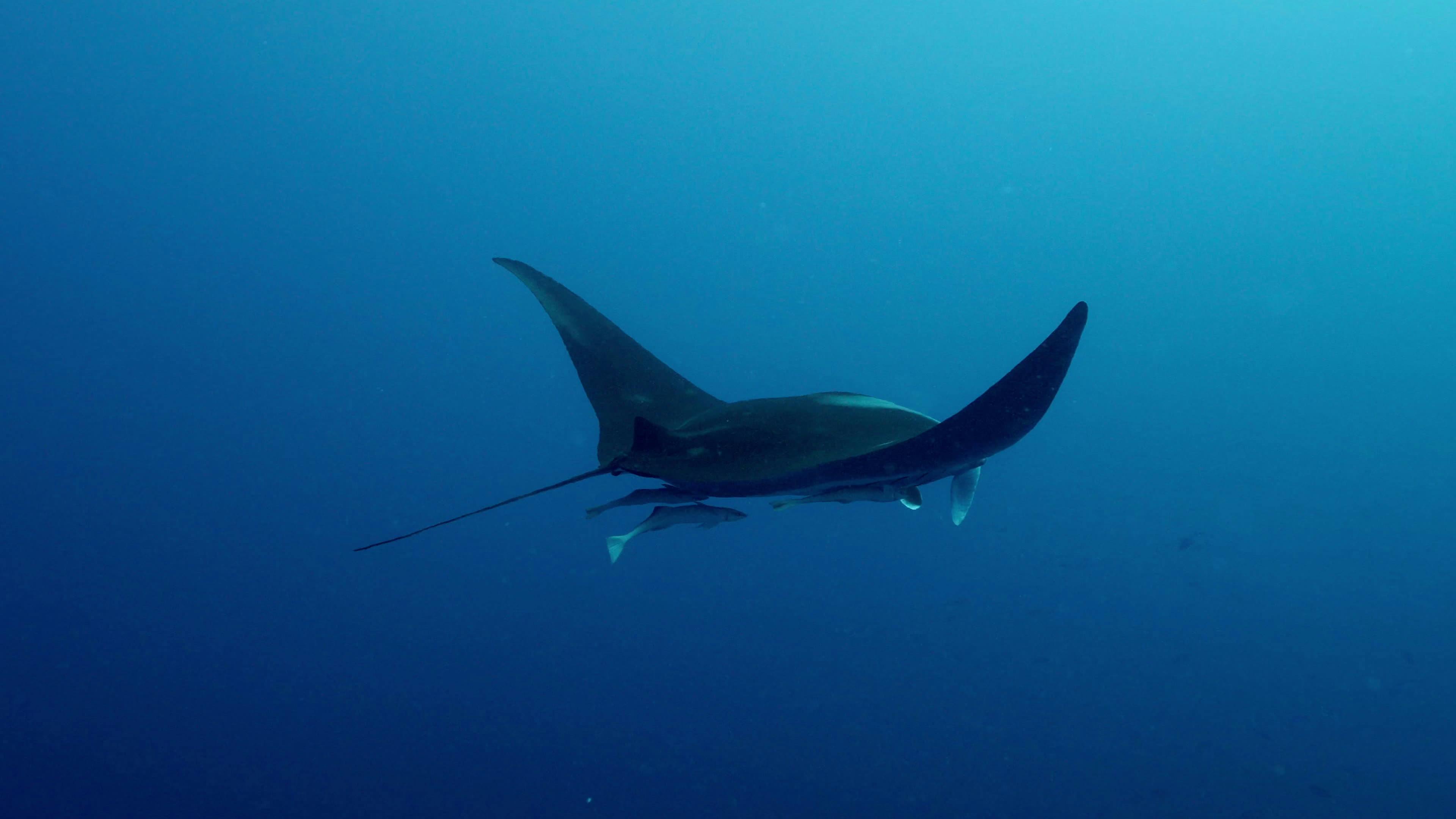 Discover red-sea-manta-rays, a story-driven footage | Artlist