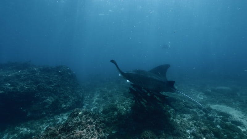 Ocean, Giant Manta Ray, Julian Rocks, Underwater by Guillaume Cornet ...