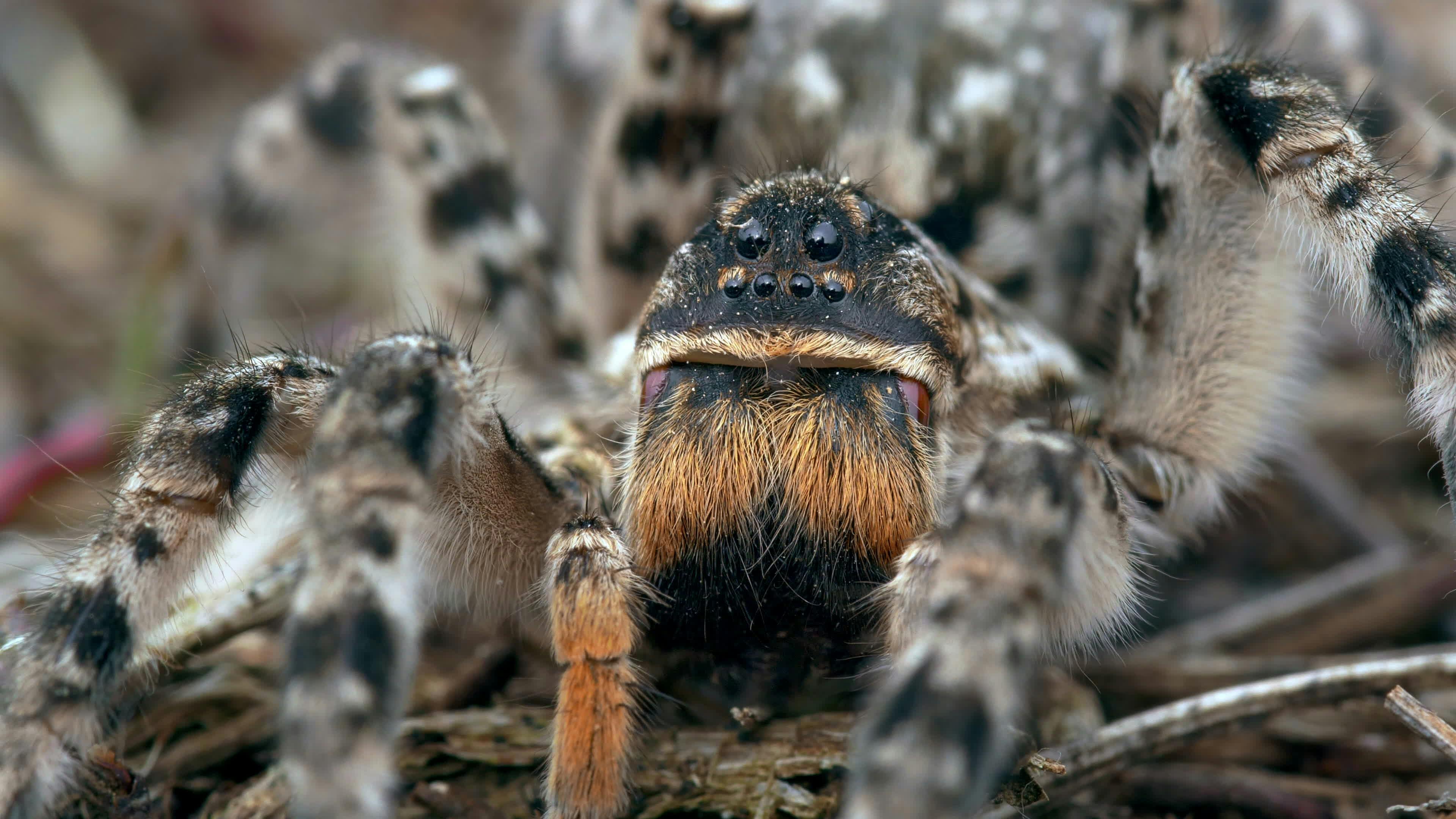 Discover spider-mother, a story-driven footage | Artlist