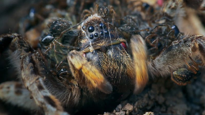Tarantula, Mother, Spiderling, Chinese Wolf Spider by Lukas Pich ...