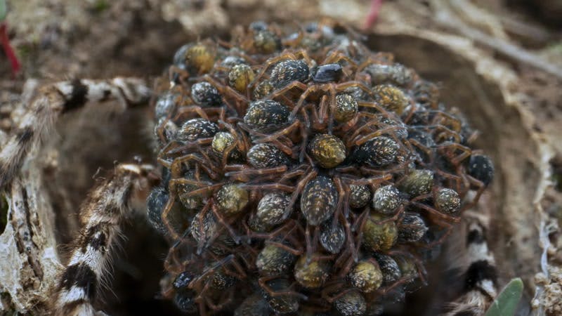 Tarantula, Spider, Lycosa, Chinese Wolf Spider by Lukas Pich – Stock ...