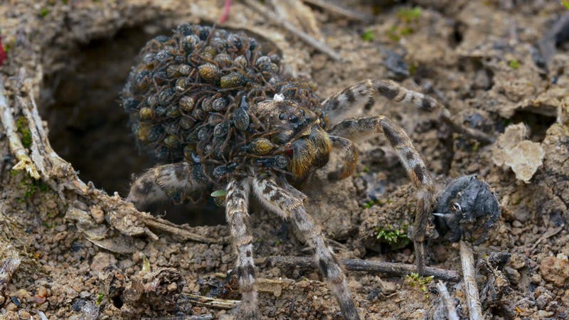 Lycosa, Mother, Spiderling, Tarantula by Lukas Pich – Stock Footage ...