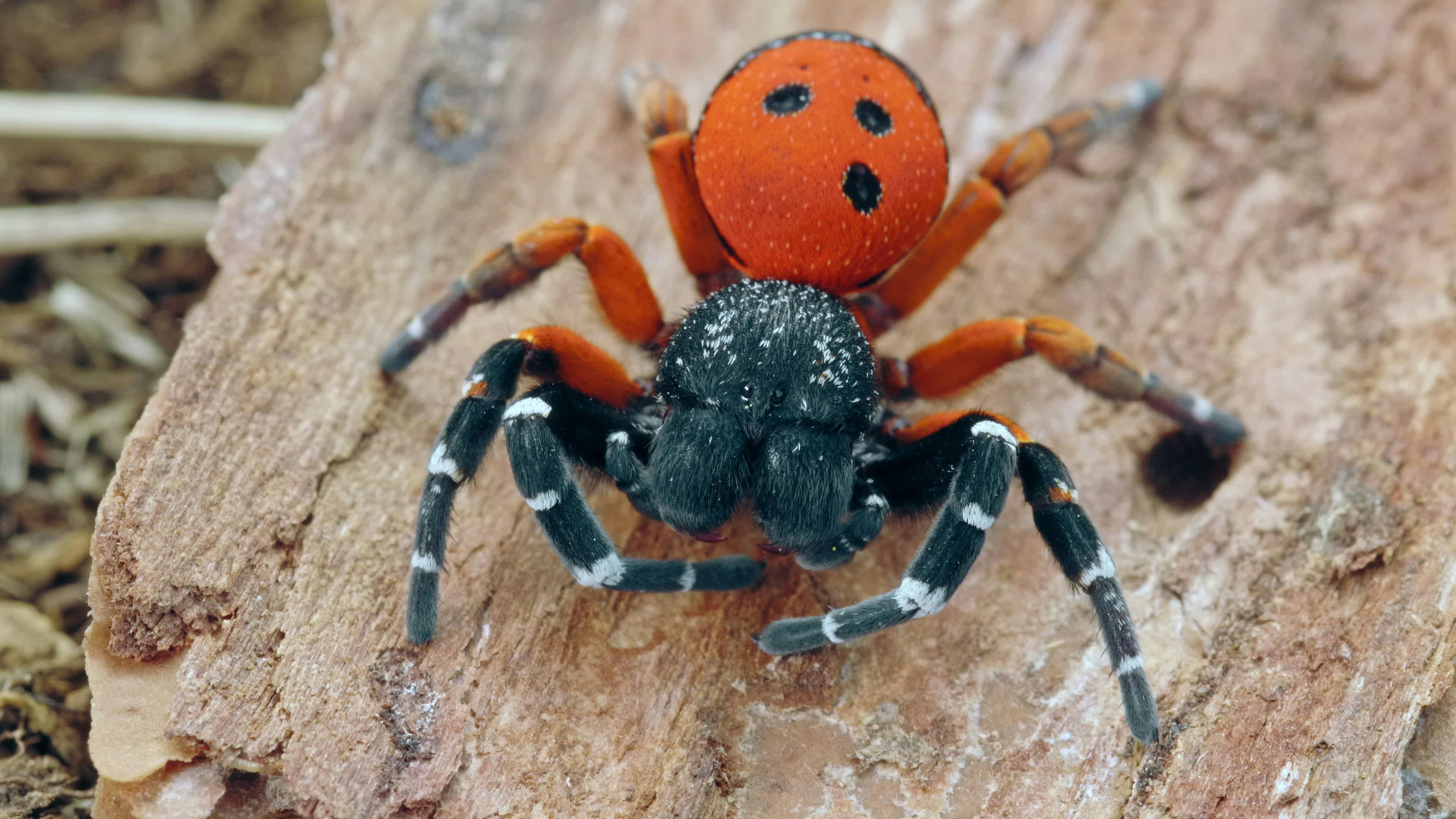 Discover ladybird-spider, a story-driven footage | Artlist