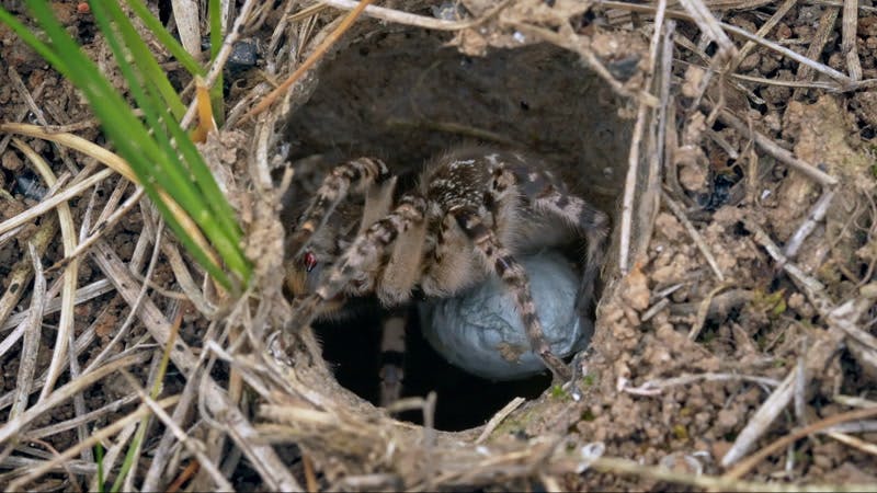 Mother, Spiderling, Tarantula, Chinese Wolf Spider by Lukas Pich ...