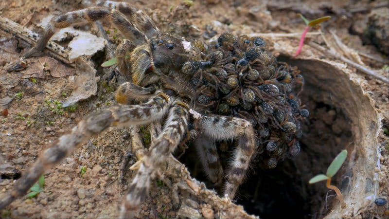Spider, Mother, Spiderling, Tarantula by Lukas Pich – Stock Footage ...