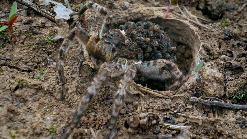 Spider, Lycosa, Chinese Wolf Spider, Tarantula by Lukas Pich – Stock ...