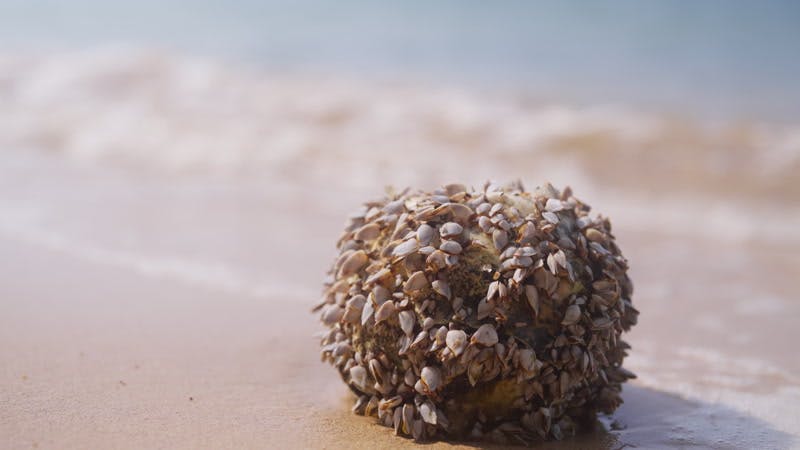 Water, Sea, Beach, Seashell by Kristian Ozer Kettner – Stock Footage ...