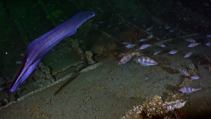Rust, Underwater, Metal, Wrecks by Gilles Charvet – Stock Footage | Artlist