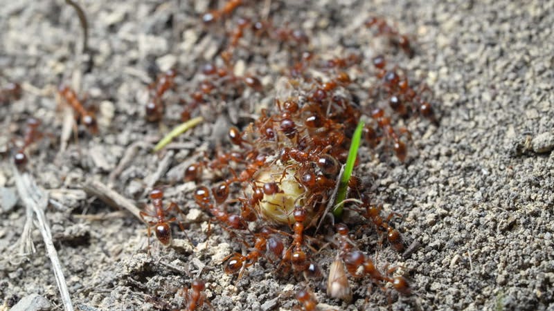 Colony, Ants, Fire Ants, Red Ants by Viktor Skaličan – Stock Footage ...