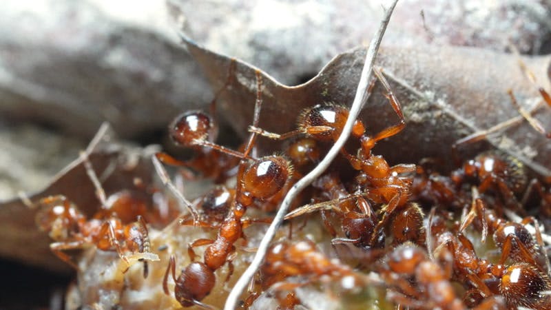 Colony, Ants, Fire Ants, Red Ants by Viktor Skaličan – Stock Footage ...