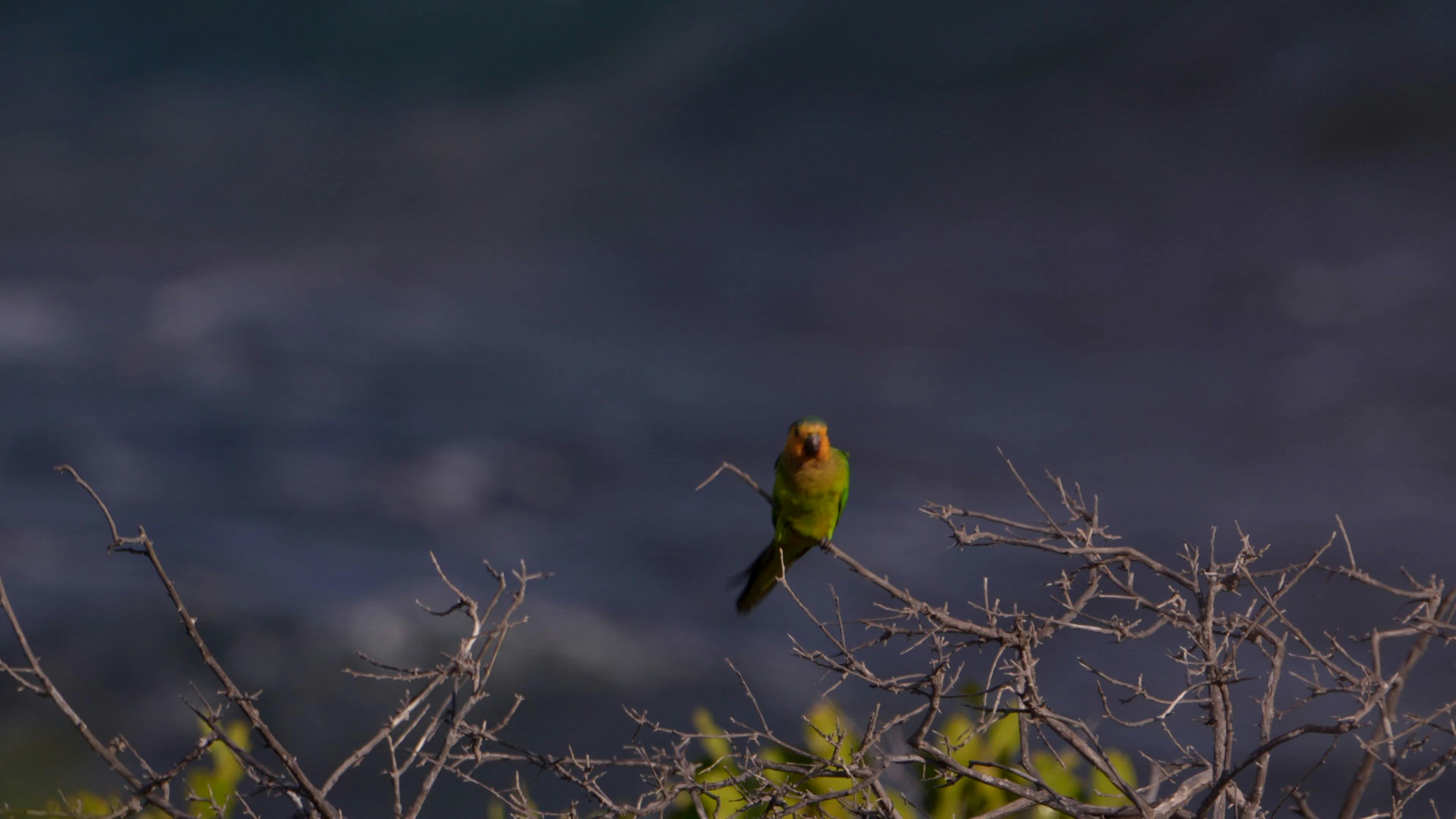 Discover bird-portrait, a story-driven footage | Artlist