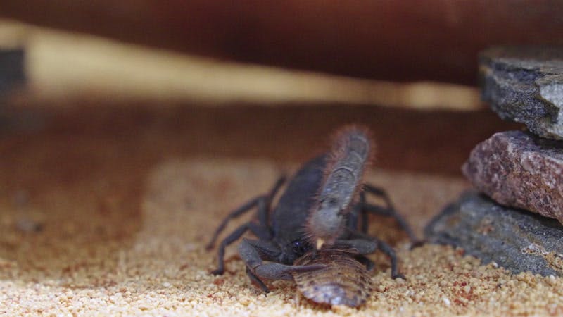 Arthropod, Insect, Black Scorpion, Scorpion by Escape Routine – Stock ...