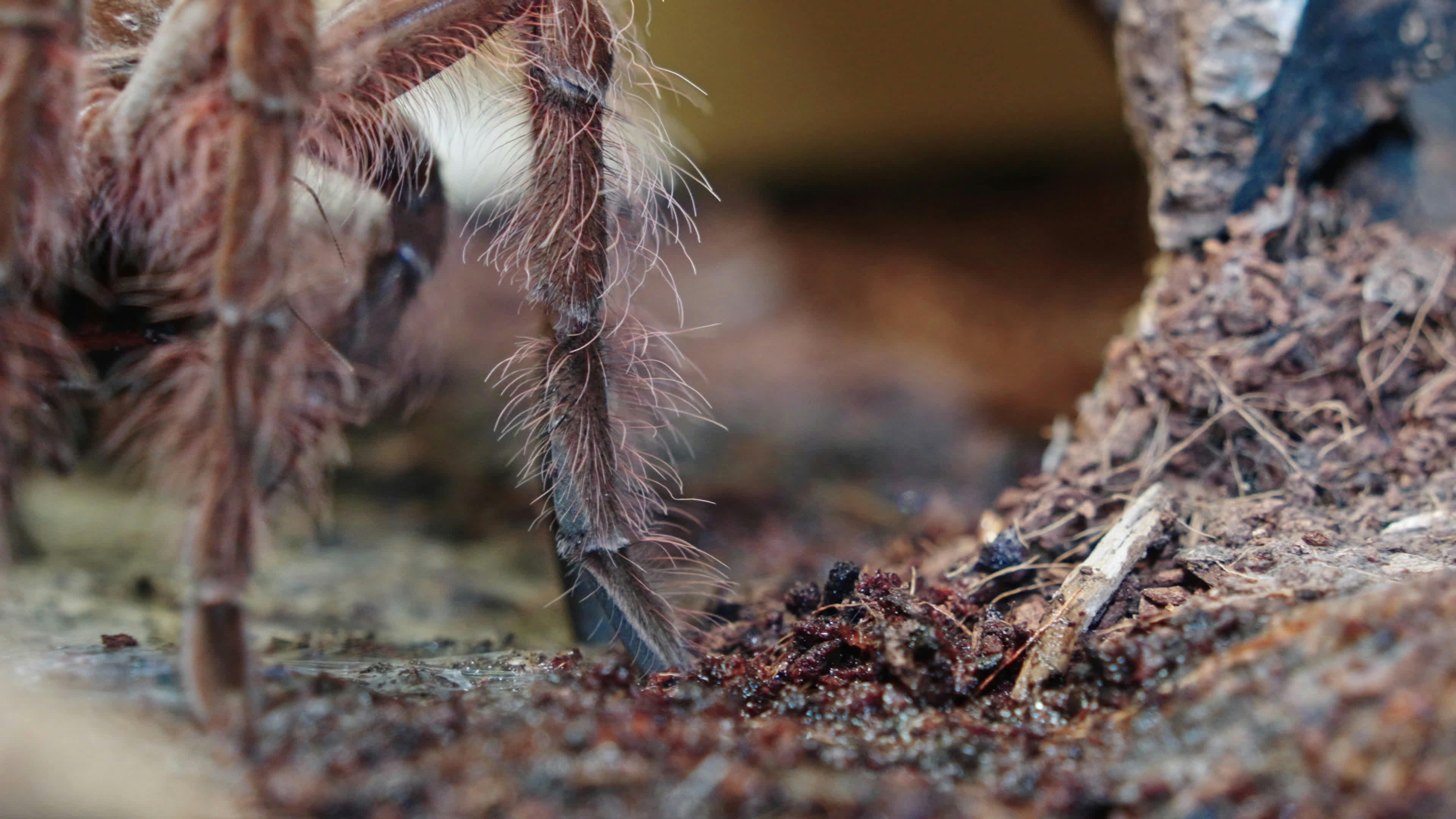 Discover tarantulas-and-scorpions, a story-driven footage | Artlist