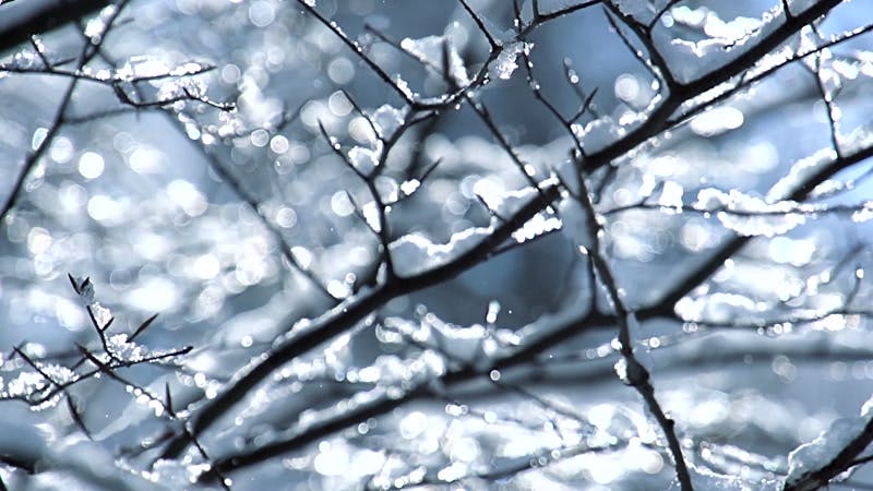 Ice, Snow, Tree Branches, Winter by Animedias – Stock Footage | Artlist