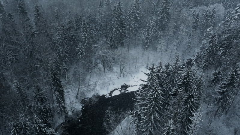Snow, Forest, Drone, Latvia by Reinis Kaspars – Stock Footage | Artlist