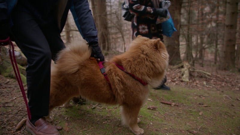 Dog, Man, Walk, Unleash by Mathias Tegtmeier – Stock Footage | Artlist