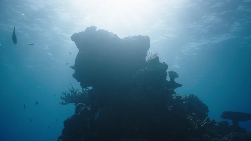 Fish, Coral Reefs, Marine Life, Sea by Caleb Ware – Stock Footage | Artlist