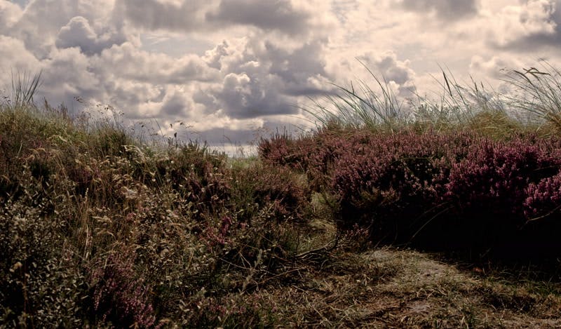 Grass, Denmark, Wind, Heath by Finn Moeller – Stock Footage | Artlist
