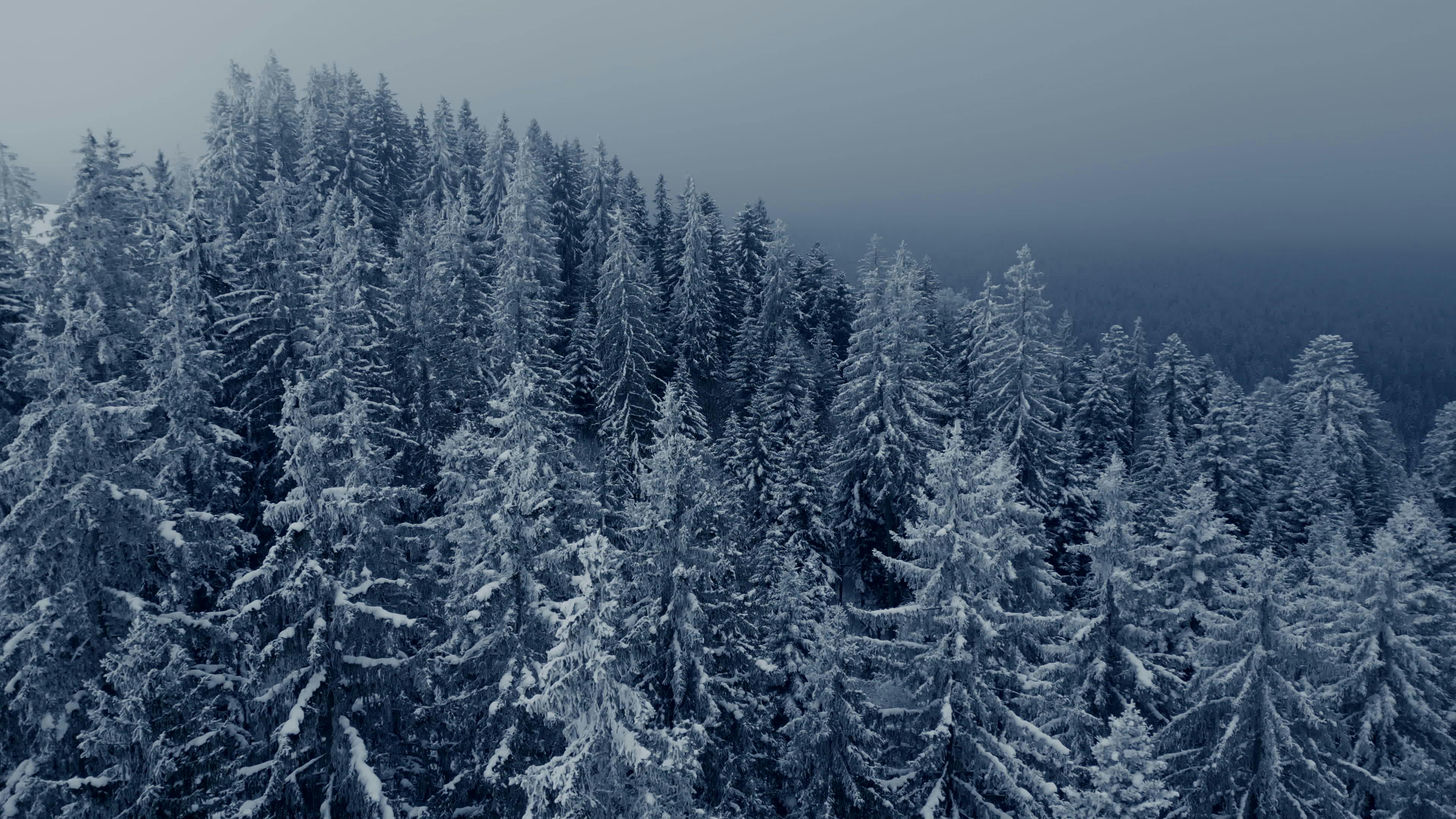 Discover winter-forest-aerials, a story-driven footage | Artlist
