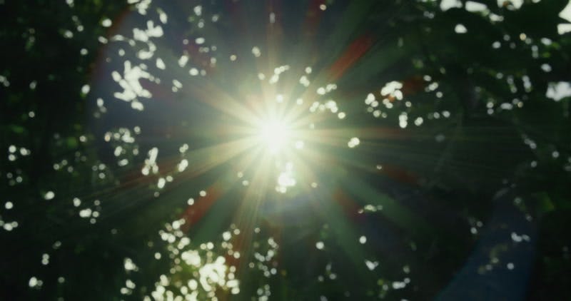 Low Angle, Sun, Lens Flare, Trees by Igor Tichonow – Stock Footage ...