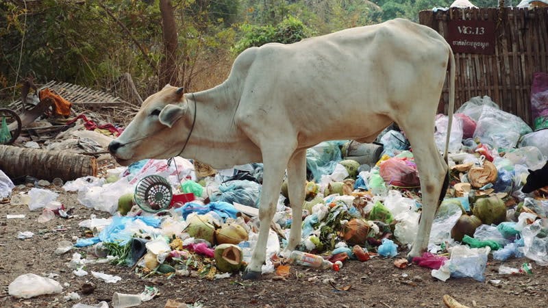 Dirt, Garbage Dump, Garbage, Sick Cow by Maks Art – Stock Footage | Artlist