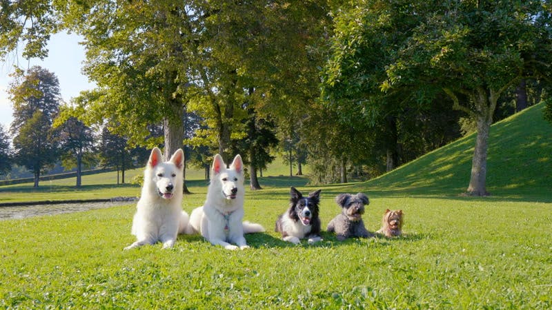 Animals, Dogs, Dog, Trees by Feelm – Stock Footage | Artlist