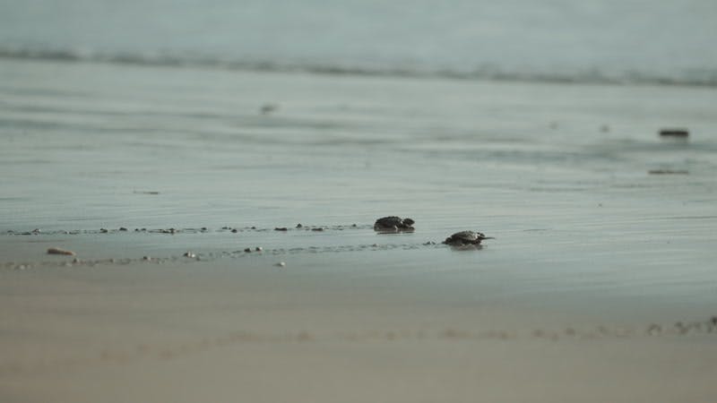 Turtle, Shore, Crawl, Sand by EMBARA Footage – Stock Footage | Artlist