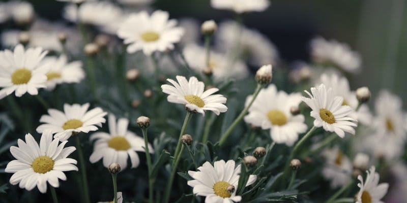 Common Daisy, Flower, Blossom, Stalk by Finn Moeller – Stock Footage ...