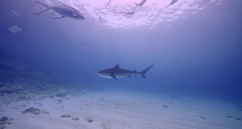 Sea, Fish, Underwater, Predator by David Diley – Stock Footage | Artlist