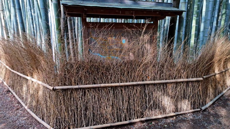 Bamboo, Shed, Japan, Culms by Dominick Anskis – Stock Footage | Artlist