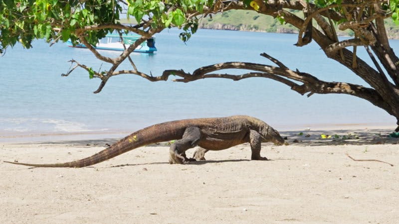 Predator, Lizard, Monitor Lizard, Varanus by Gilles Charvet – Stock ...