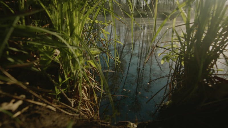 Water, Weeds, Grass, Swamp by Jakub Klawikowski – Stock Footage | Artlist