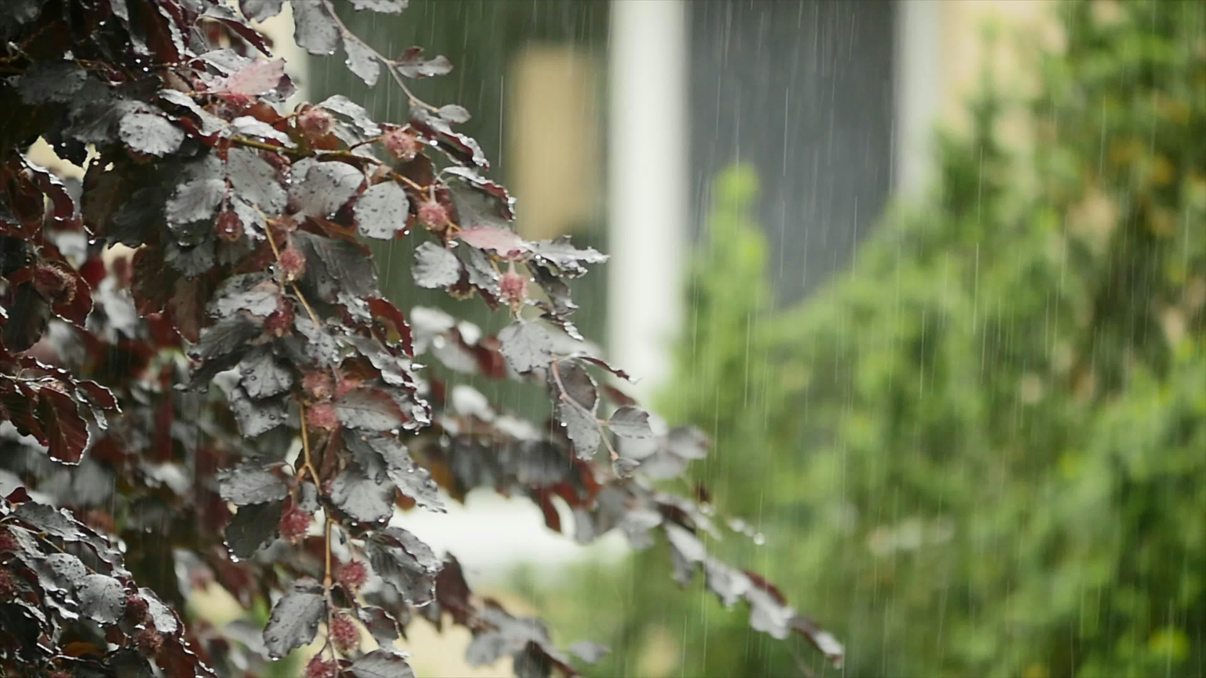 Discover raining-day-background, a story-driven footage | Artlist