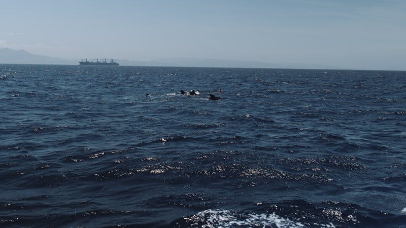 Whales, Morocco, Strait Of Gibraltar, Ocean by Thomas Gellert – Stock ...
