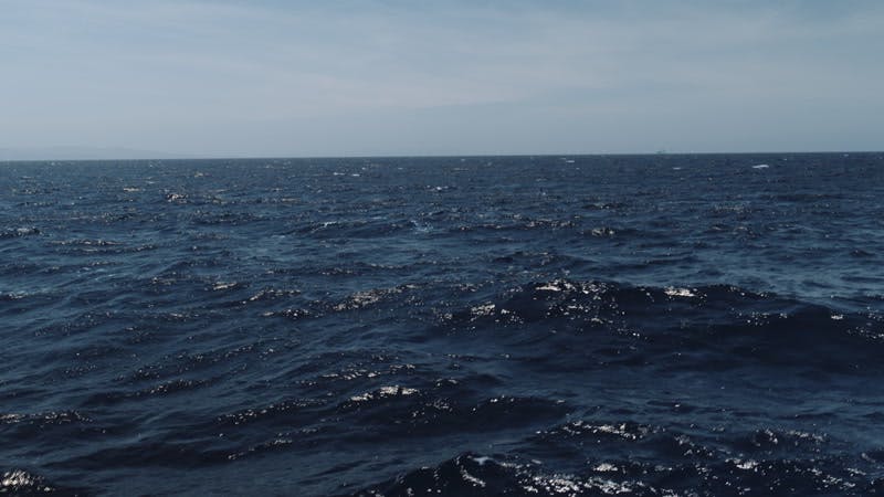 Morocco, Whales, Sea, Swimming by Thomas Gellert – Stock Footage | Artlist