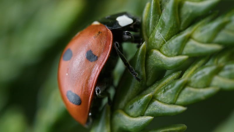 Insect, Ladybug, Beetle, Arthropods by Gentle Steps – Stock Footage ...