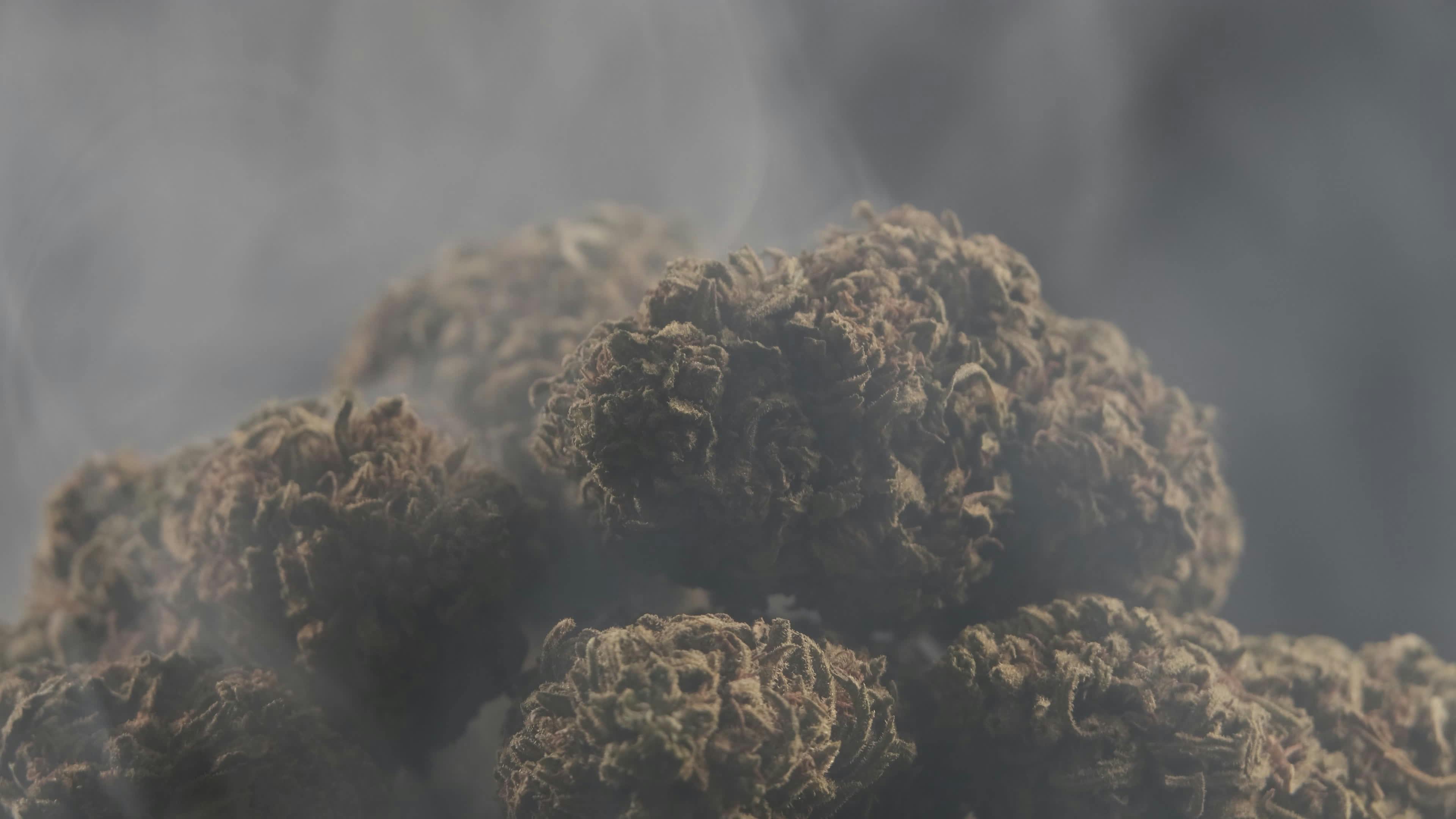 Discover marijuana-buds, a story-driven footage | Artlist