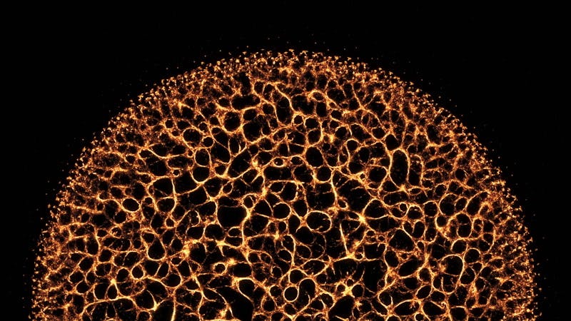 Fungal, Spreading, Fungi, Network by Senssorial – Stock Footage | Artlist